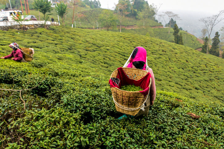 Your Ultimate Guide to Darjeeling Tea: The Champagne of Teas – Bon Tea ...